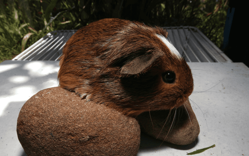 Guinea Pig Poop Chart - Everything You Need To Know - Guinea Pig Site