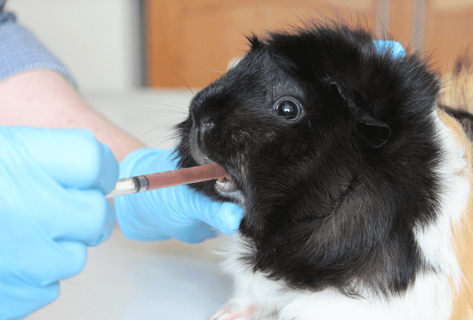 Do Guinea Pigs Need Shots? - Guinea Pig Site
