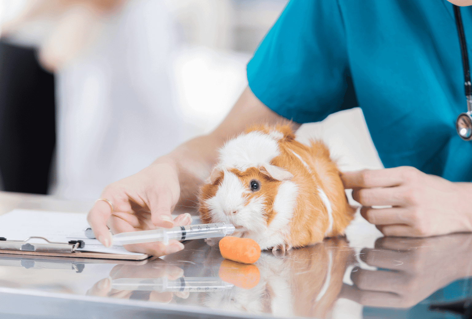 Guinea Pig Bloat: Causes & Treatment - Guinea Pig Site