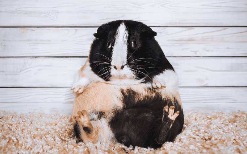 Guinea Pig Bloat: Causes & Treatment - Guinea Pig Site