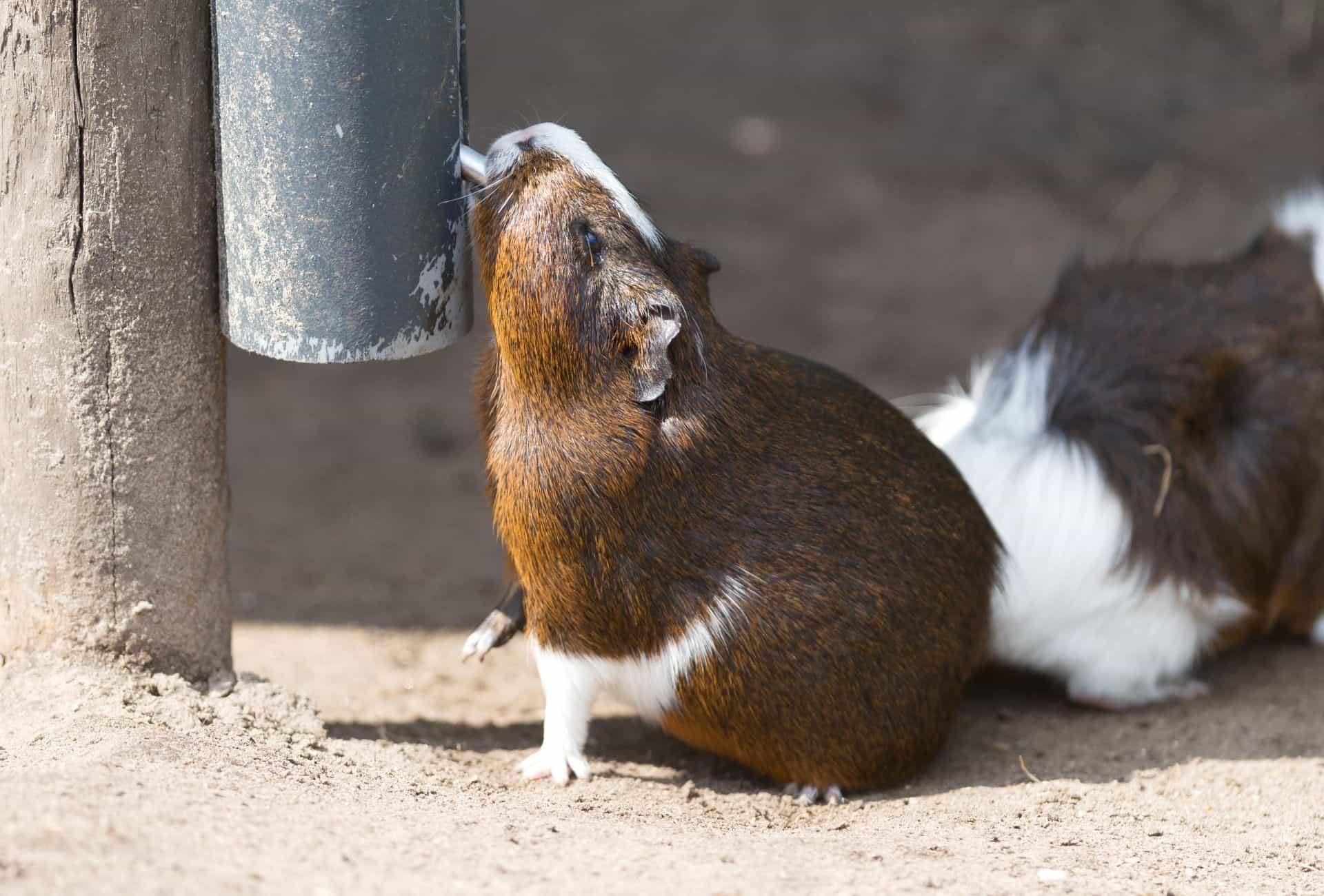 Do Guinea Pigs Like Water? - Guinea Pig Site