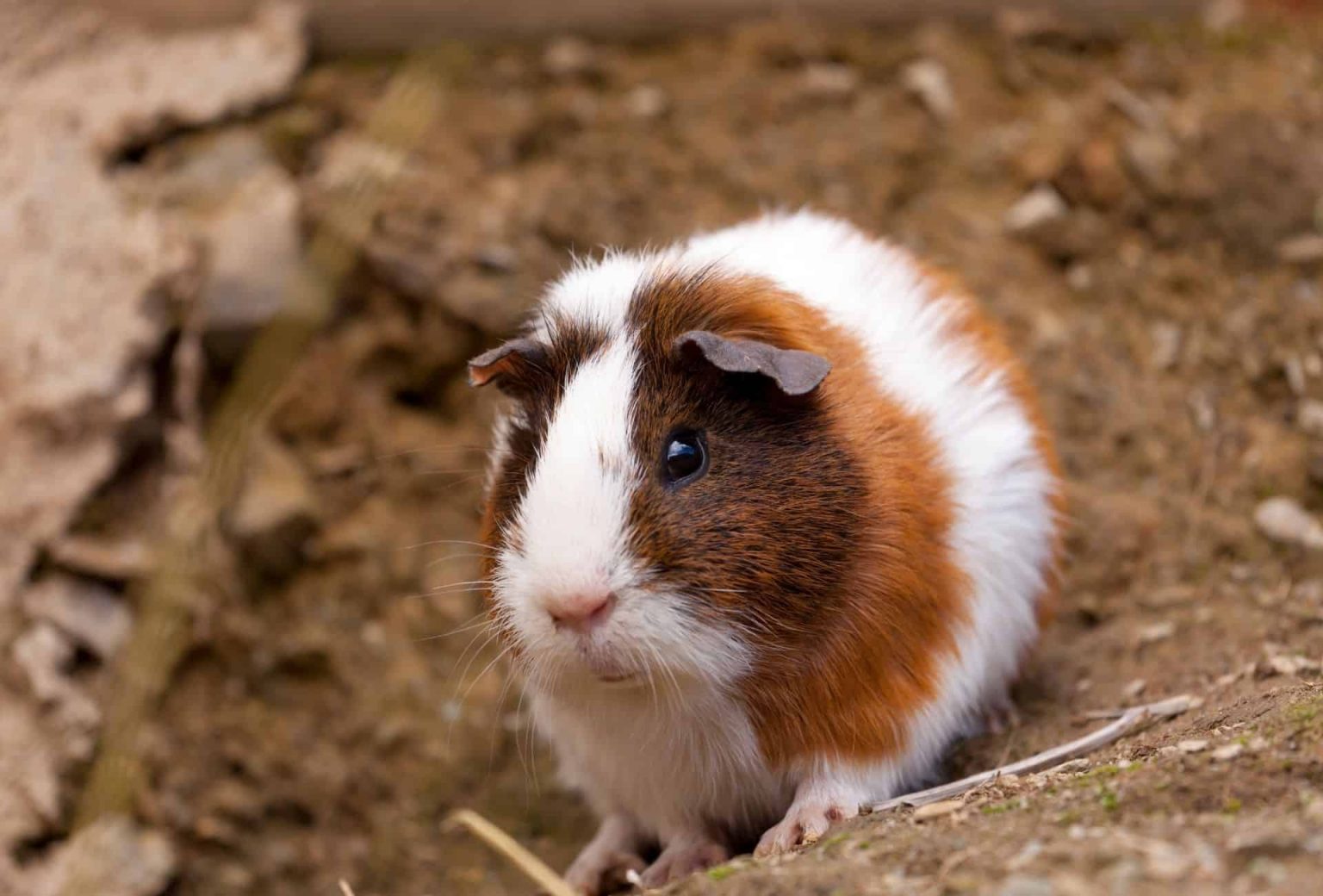 Guinea Pig Growth Chart & Weight Chart - Guinea Pig Site