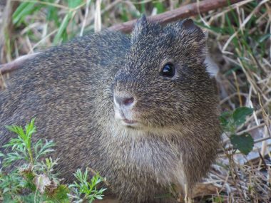 Are There Any Guinea Pigs in the Wild
