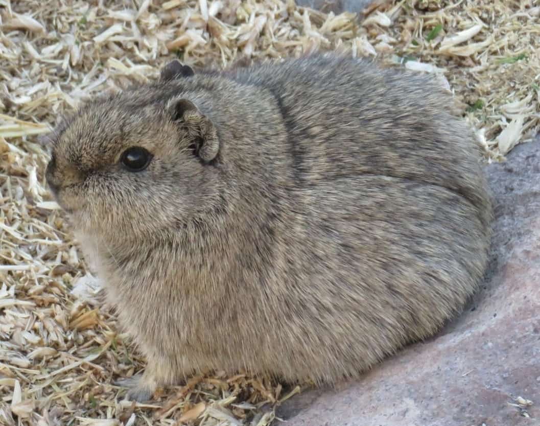 Are There Any Guinea Pigs in the Wild