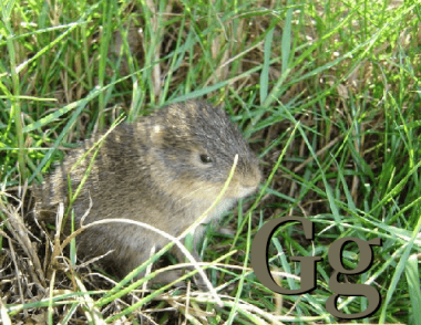 Ultimate Guide to Santa Catarina's Guinea Pigs