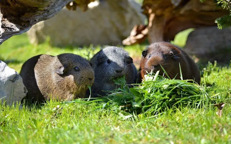 Are There Any Guinea Pigs in the Wild